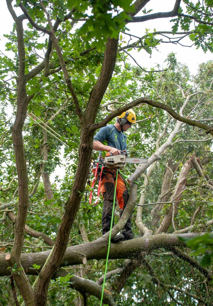 Waveney Tree Specialists - Norfolk, Suffolk, Essex, Cambs