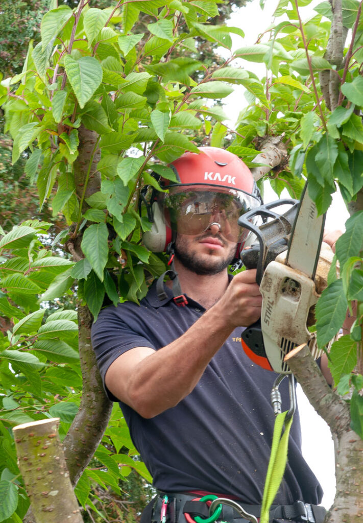 Waveney Tree Specialists - Norfolk, Suffolk, Essex, Cambs